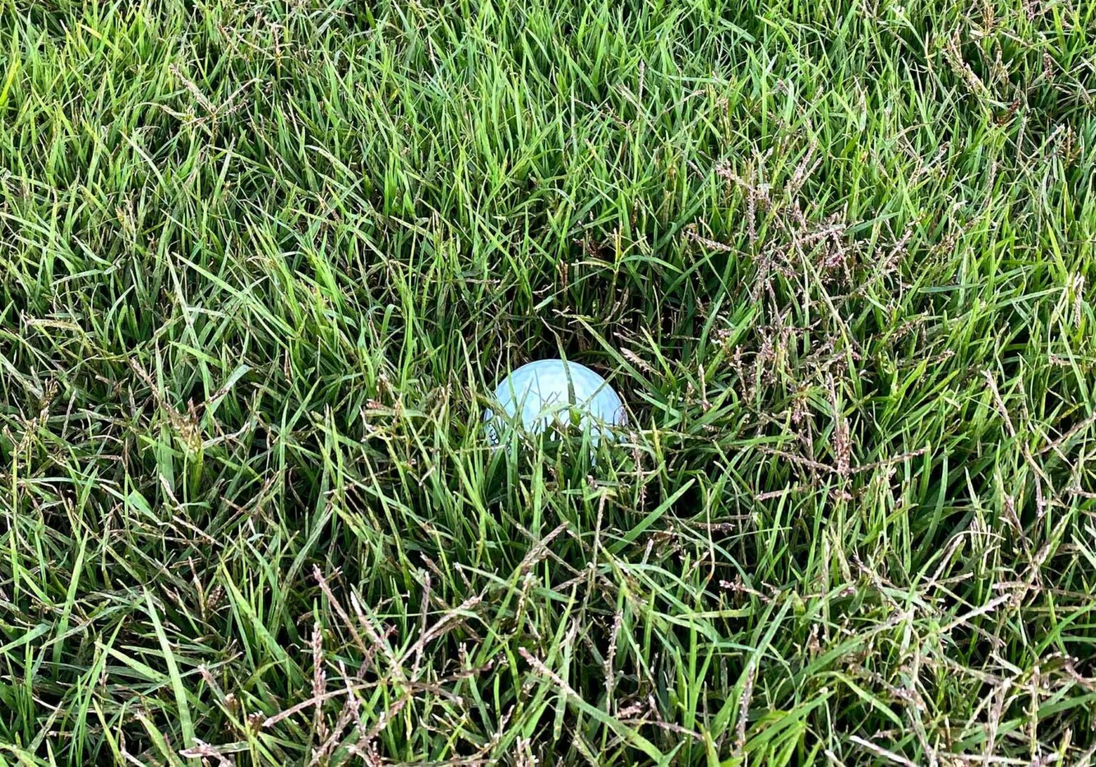 Golf grasses explained: Why Grass Types Matter