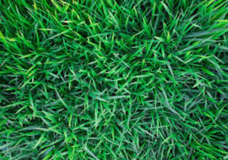 Golf grasses explained: Why Grass Types Matter