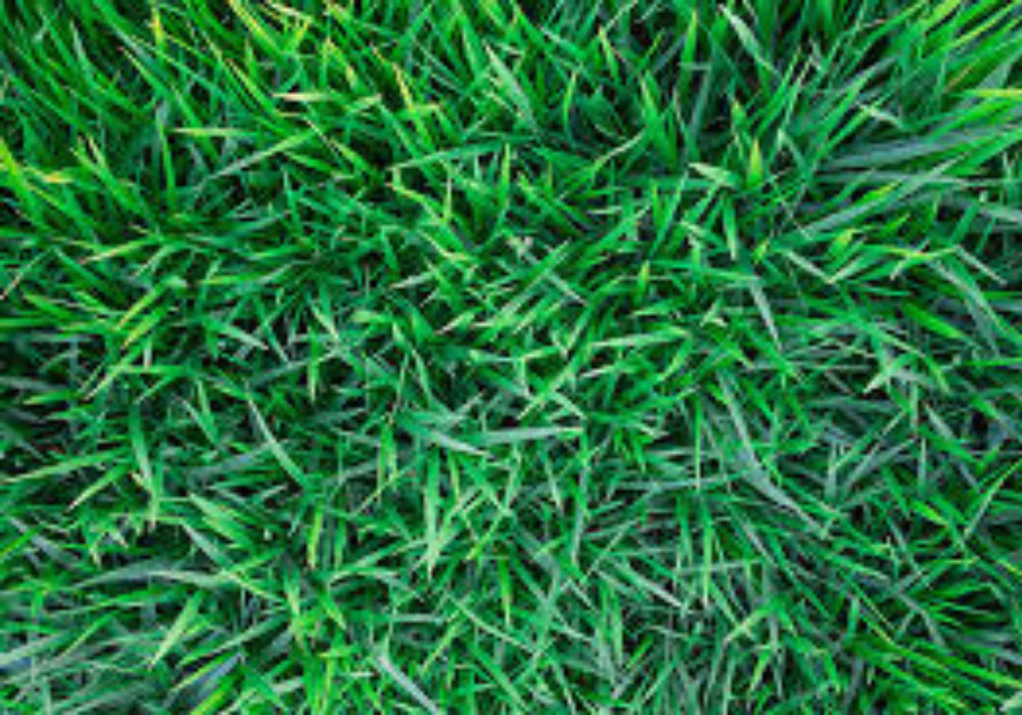Golf grasses explained: Why Grass Types Matter