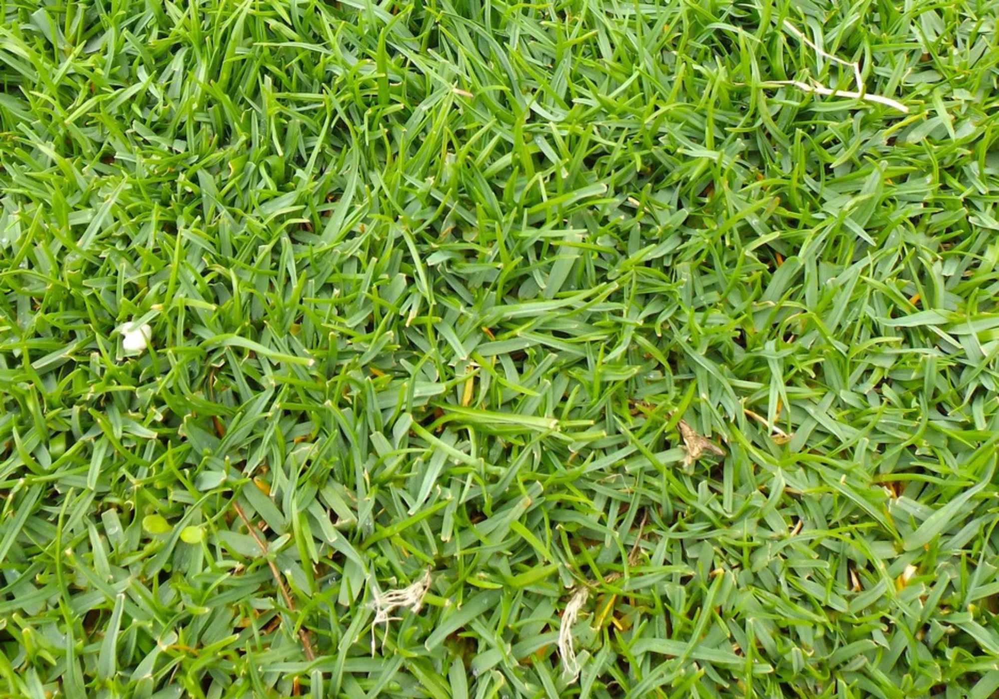Golf grasses explained: Why Grass Types Matter
