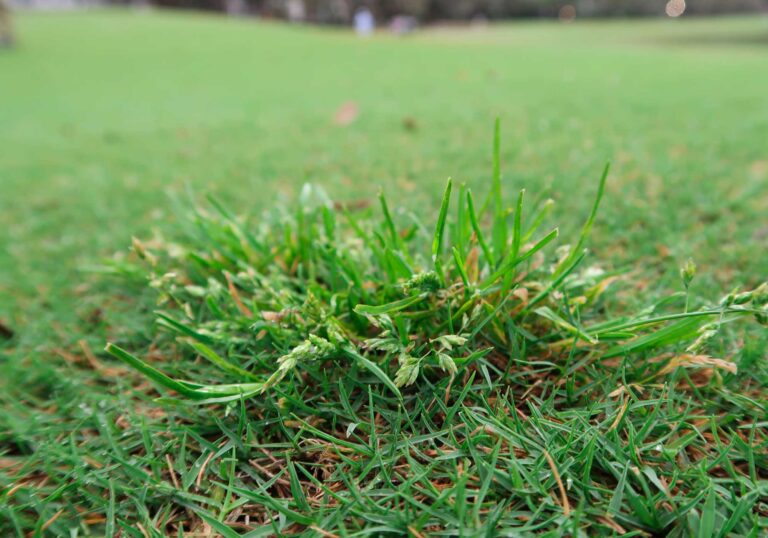 Golf grasses explained: Why Grass Types Matter