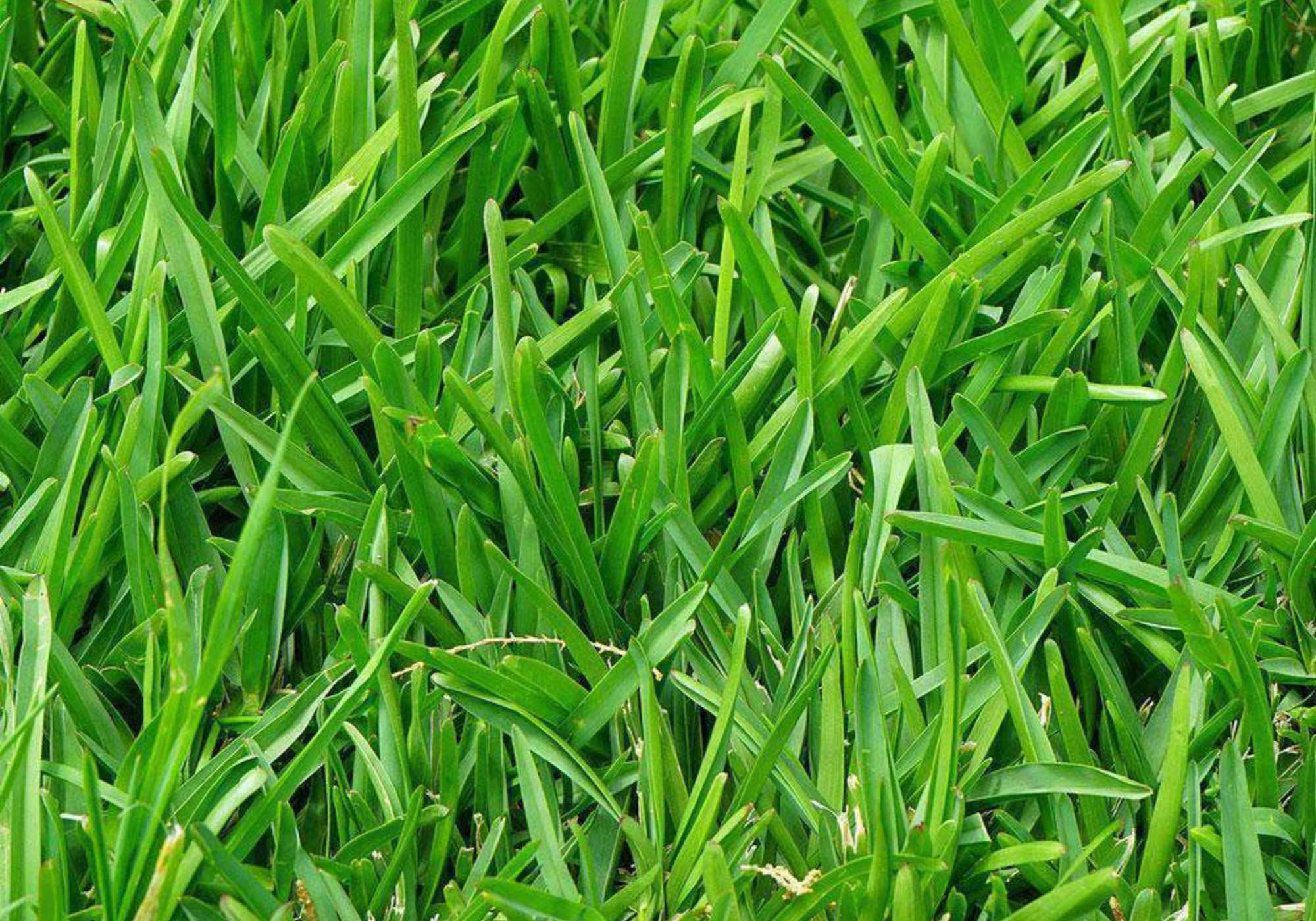 Golf grasses explained: Why Grass Types Matter